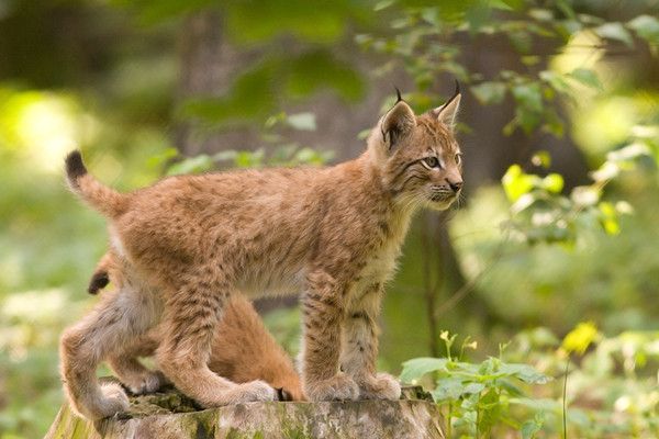 Bébé lynx